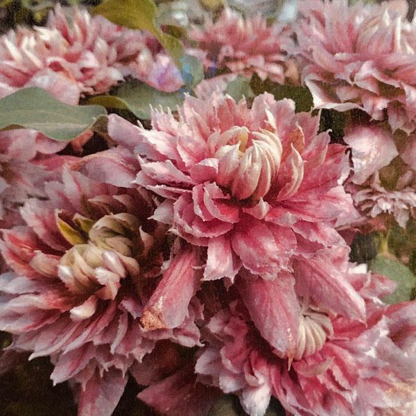 紅焔（こうえん）は薄いピンクに濃いピンクの絞が入る万重咲き品種です。名花ドクターラッペルの枝変わりで丈夫さと花付きの良さは折り紙付き。人気品種ジョセフィーヌに似ていますが、紅焔のほうがジョセフィーヌより色が濃く、花も一回り大きくなります。名...