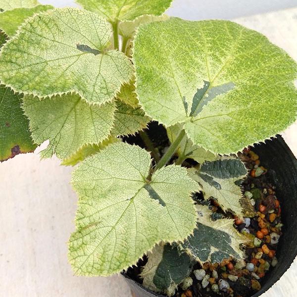 冬イチゴは本州、四国、九州に広く自生する木イチゴの仲間。夏から秋にかけて、白い小さな花をつけ、初冬にかけて赤い実をつけるところから「フユイチゴ」の名で呼ばれます。つる性植物のように地面を這うように所々に根をおろして成長します。実は食用になり...