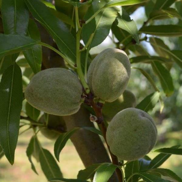 ★入荷から日数が経ったためセール価格となりました。商品の状態は画像と異なる場合があります。★ラビットアーモは1本で栽培可能な自家結実性のある矮性種。節間が短くコンパクトなスパータイプ（短果枝型枝変わり）のアーモンド新品種です。花の色は淡い紅...