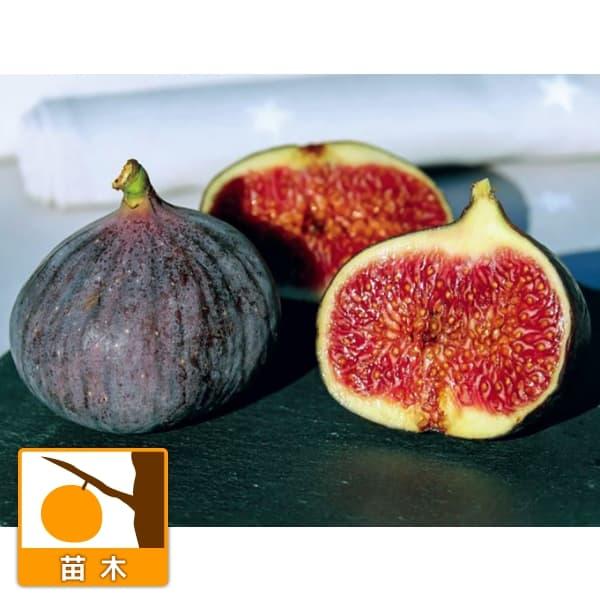 ★入荷から日数が経ったためセール価格となりました。商品の状態は画像と異なる場合があります。★一生に一度は食べたいイチジクの終着駅。市場にはほとんど出回らない希少な黒イチジクでフランス・カロン地方の品種です。果皮が薄く皮ごと食べられる贅沢を味...