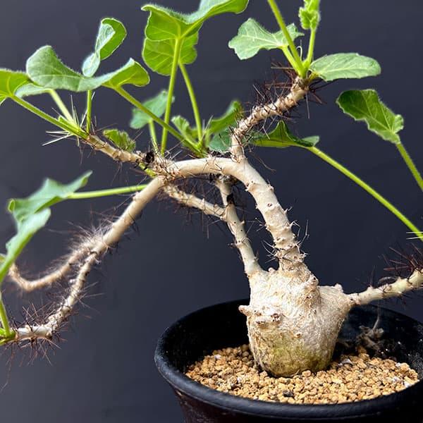 ★現品販売★ソマリア原産の小型の塊根植物、ヤトロファマルギナータです。白肌の可愛らしい塊根から、黒く細い棘のある枝を伸ばしながら成長します。ヤトロファの中でも希少な種です。※時期により葉姿が異なります。冬は落葉します。※詳しい商品説明は下の...