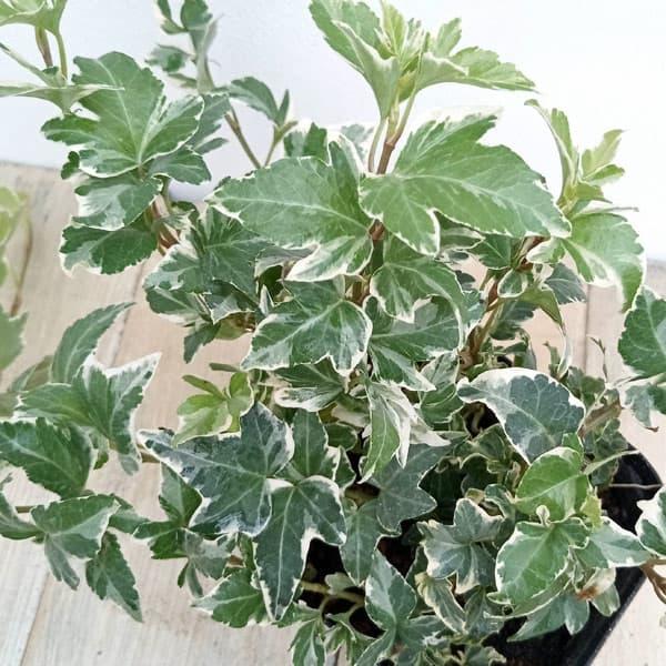 ★入荷から日数が経ったためセール価格となりました。商品の状態は画像と異なる場合があります。★葉色や葉の形にさまざまなバリエーションのあるヘデラ。ヨーロッパ原産のウコギ科の常緑つる性木です。現在園芸店に出回っている品種は250種以上といわれま...