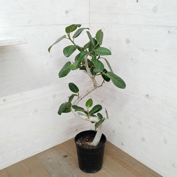 沖縄の仕立て上手な生産者が、時間をかけて仕立てた曲がり仕立てのベンガレンシスです。ゴムの木の仲間のベンガレンシス。インドやスリランカなどの熱帯雨林地域に生息しています。ベンガルボダイジュとも呼ばれ、聖なる樹木とされています。縁起の良い観葉植...