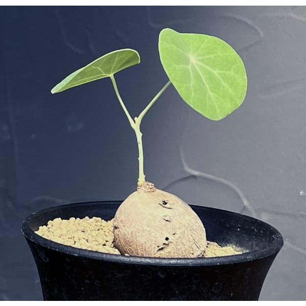 見た目はイモですがアジア原産の塊根植物です。暖かい時期は毎日どんどん葉を伸ばし生い茂るので育てていてとても面白いです。直射日光は避け、柔らかい日光の元で管理してください。自生地では林で生息しているので強い光では葉焼けします。水やりは用土が乾...