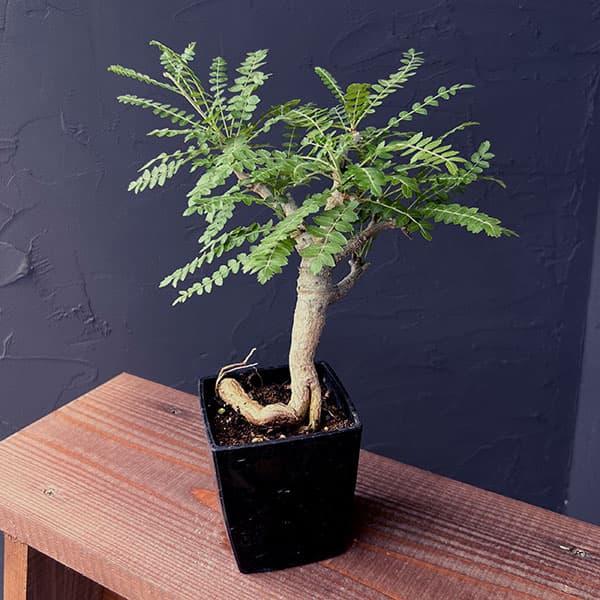 ★現品販売★ボスウェリア・ネグレクタは灌木系の塊根植物です。まるで盆栽のような株姿をしています。古木のような肌が味わい深く、成長期には塊根からは想像できない繊細な葉を展開します。別名「乳香の木」とも呼ばれています。※時期により葉のつき方はこ...