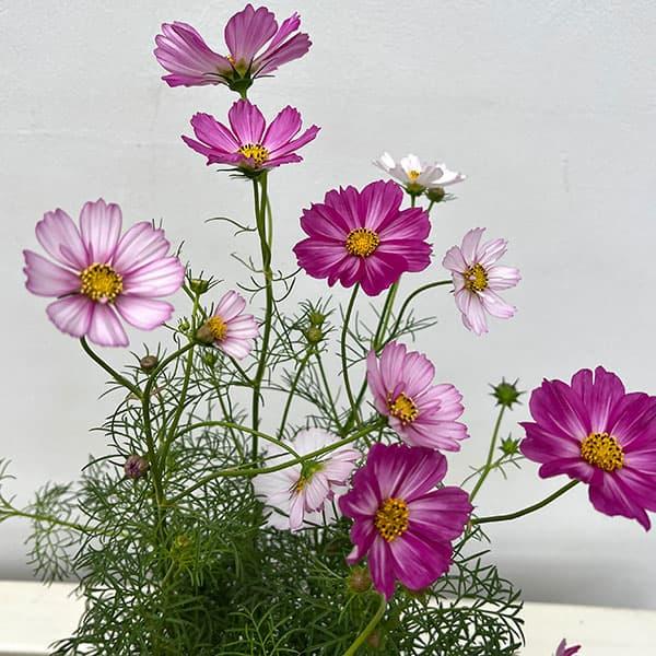 コスモス・レッドイリュージョンは花径5cmほどで、花弁の元に小さな花弁が付く変わり八重咲きです。上品なワイン色の覆輪も魅力的です。個体により花色に濃淡があります。※詳しい商品説明は下のほうに記載があります