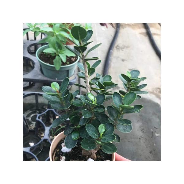 パンダガジュマルより小葉のコパンダガジュマル。ミニサイズながらも、しっかりした幹と多数分枝した株姿は盆栽仕立てのようで可愛らしいです。沖縄ではガジュマルの古い巨木にはキジムナーという名の精霊が住むという言い伝えがあります。キジムナーは体長1...