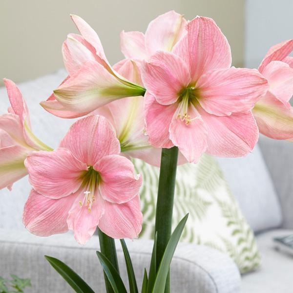 オランダで話題のアマリリス栽培キット・アマラン（Amaranth)。オランダのアマリリスの生産者が、球根のままで丈夫に開花する品種を厳選し、水やり一切不要で室内で栽培できるよう開発したアマリリスの栽培キットです。容器にアマリリスの球根が入っ...