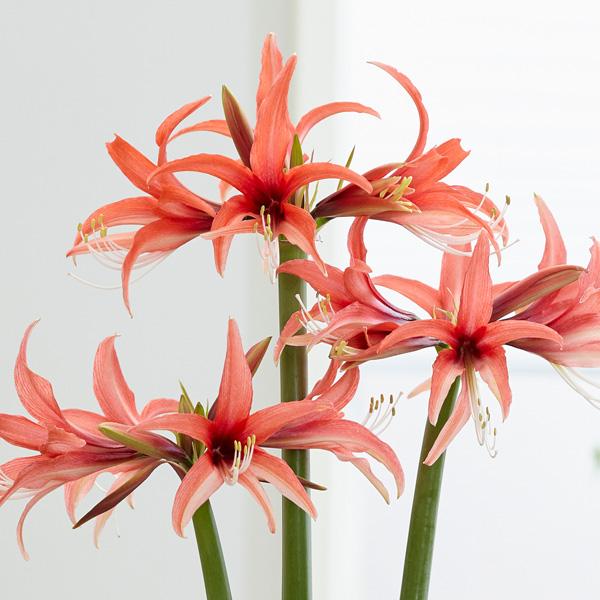 オランダで話題のアマリリス栽培キット・アマラン（Amaranth)。オランダのアマリリスの生産者が、球根のままで丈夫に開花する品種を厳選し、水やり一切不要で室内で栽培できるよう開発したアマリリスの栽培キットです。容器にアマリリスの球根が入っ...