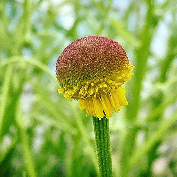 団子菊・ダンゴギク・お団子のような花芯がかわいい宿根草 ★入荷から日数が経ったためセール価格となりました。商品の状態は画像と異なる場合があります。★暑さに強い宿根草、ヘレニウム。細い花茎を高く伸ばし、たくさんの花を咲かせます。オータムロリポ...