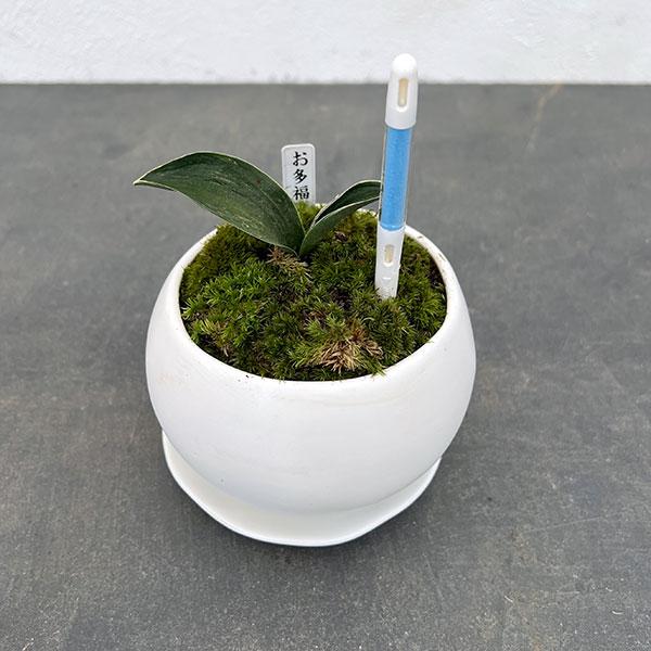 和物観葉　そのまま飾れる植え込みタイプ。ギフトにもオススメです。お多福は、縁起の良い名前からも人気の品種で、美しい白覆輪の高級丸葉オモトです。熨斗芸がある丈夫な品種です。実は付きません。古来から、庭にオモトを植えると災難を防ぎ万年も家が栄え...