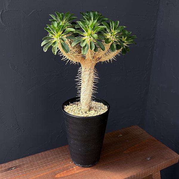 ★現品販売★マダガスカル北西部が原産のユーフォルビアです。ギラウミニアナは低木状に成長する希少種で、他の種ではなかなか見られないユニークな株姿が人気です。成長期には枝の先端から鮮やかな緑の葉を出し、その姿は芸術的な美しさです。※詳しい商品説...