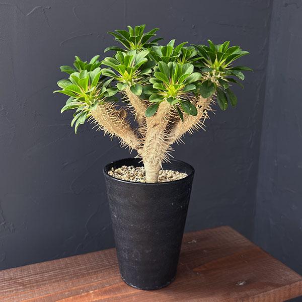 ★現品販売★マダガスカル北西部が原産のユーフォルビアです。ギラウミニアナは低木状に成長する希少種で、他の種ではなかなか見られないユニークな株姿が人気です。成長期には枝の先端から鮮やかな緑の葉を出し、その姿は芸術的な美しさです。※詳しい商品説...