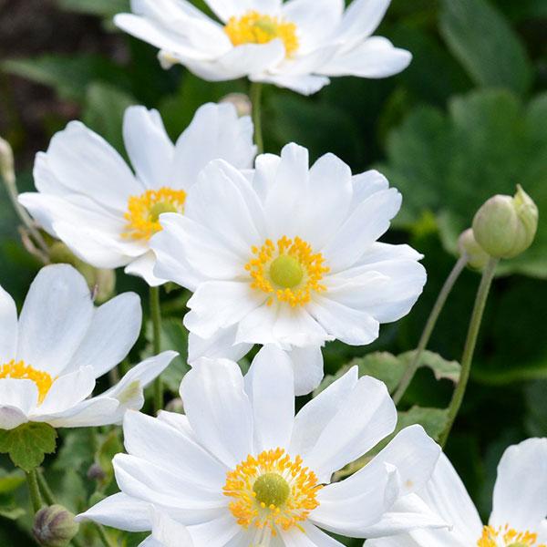秋を彩る清楚な花。和風の庭には欠かせない、切花にも最適な宿根草です。白の八重花種です。花をお楽しみいただけるのは来年からとなります。※詳しい商品説明は下のほうに記載があります
