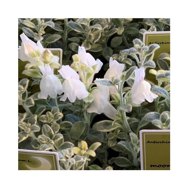 ムーンライトオブトリニティは、シルバーリーフに黄色の斑が入るキンギョソウ。白花と斑入り葉との組み合わせもクールな印象です。斑入りタイプなので生育もが緩やかで、株もコンパクトにまとまります。カラーリーフとして、寄せ植えにもぴったりです。※詳し...