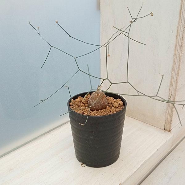 ユニークな姿のちょっぴりレアな球根性多肉植物です。小さい玉ねぎのようなぷっくりとした球根がなんともかわいらしいです。薄い皮で覆われており、その皮の下に透き通るような美しい球根があります。春頃には極細の花茎をくねくねと複雑に分枝させ、枝先に小...