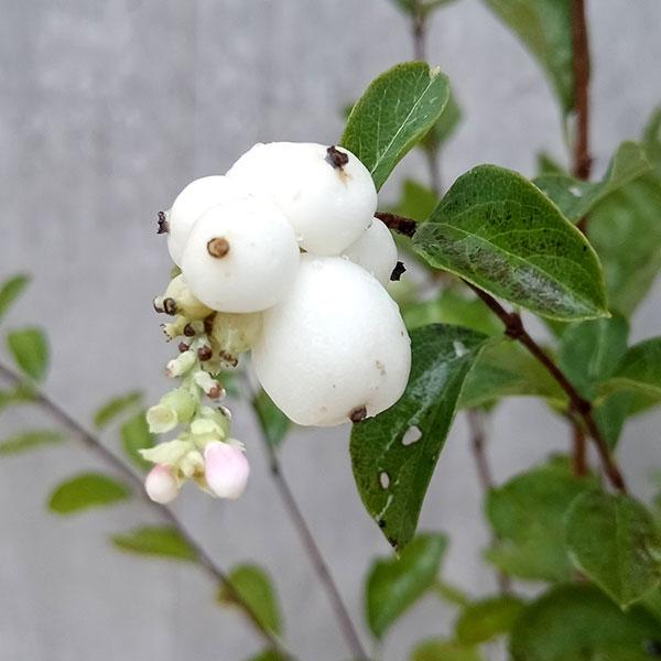 ★入荷から日数が経ったためセール価格となりました。商品の状態は画像と異なる場合があります。★シンフォリカルポスは秋に大粒の真珠のような果実の房をつける落葉低木で、切り枝でも人気があります。英名はスノーベリーです。たわわな実は冬まで長く楽しめ...