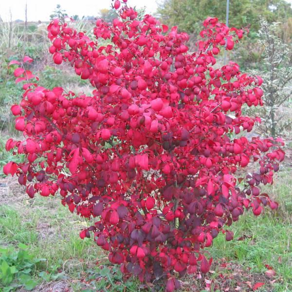 ニシキギは、「錦木」と書かれるように、ひときわ美しく紅葉する木のひとつです。実が小鳥たちに好まれ、刈り込みにも耐えます。また、「錦を飾る」という祝意を込めて、卒業記念や昇進の記念樹としても利用されます。細かい鋸歯がある葉は長さ3〜7cmで対...