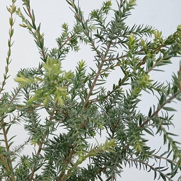 メラレウカはカリステモンやユーカリに似た植物で、オーストラリア原産の常緑樹です。繊細で柔らかな葉を茂らせる美しい樹木で、5月頃から開花し、病虫害に強く、剪定すれば姿もまとまりやすいため、庭木として人気です。インカーナはシルバーがかった小葉が...