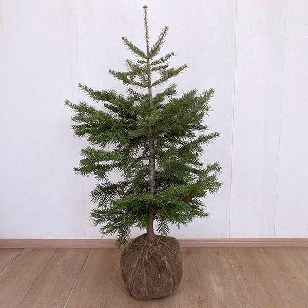 真鍋庭園さんの希少コニファー ★入荷から日数が経ったためセール価格となりました。商品の状態は画像と異なる場合があります。★北米オレゴン、ユタ、カルフォルニア州やメキシコなどが原産の常緑針葉樹で葉の上面は緑色で下面は青緑色の明るいグリーンが爽...