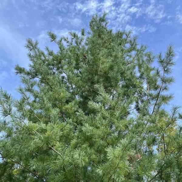 ★入荷から日数が経ったためセール価格となりました。商品の状態は画像と異なる場合があります。★本州中部などの限られた地域の山中にまれに自生する常緑針葉樹で、高さ20m以上に育ちます。針状の葉は短枝に5本が1束になって付き、長さは6〜12cmと...