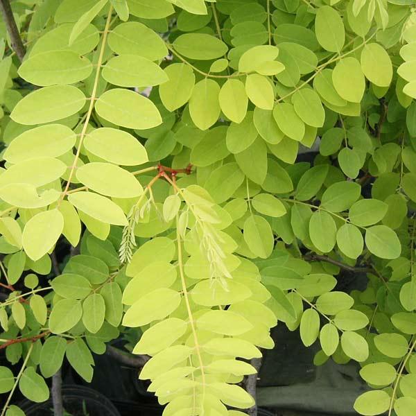 庭木や街路樹に人気のニセアカシア（ハリエンジュ）。中でもこの品種は若葉は金色がかった黄色で、後に黄緑色になり、秋にはまた冴えた橙黄色になり、たいへん明るい雰囲気。四季折々私たちの目を楽しませてくれます。また、5〜6月には藤の花によく似た白い...