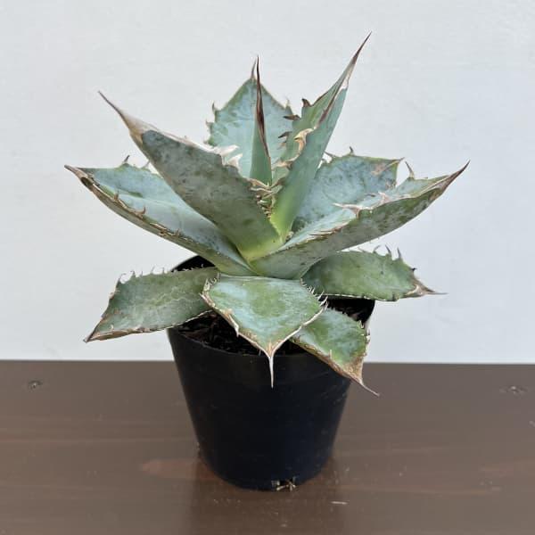 ★露地栽培のワイルドな株です　葉に傷みがある場合があります★中南米原産のアガベ（リュウゼツラン）です。肉厚で幅広の白っぽい葉と、鋭いとげが特徴の品種です。ある程度耐寒性あるので、暖かい地域では戸外の植栽にもおすすめです。※詳しい商品説明は下...