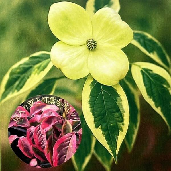 ハナミズキとヤマボウシの長所を兼ね備えたハイブリッドで、美しい斑入り葉となる品種です。ヤマボウシの斑入り葉品種ウルフアイは秋の紅葉はそれほどきれいに色づきませんが、この品種は秋の紅葉がとても美しいです。花色は白となります。開花期はハナミズキ...