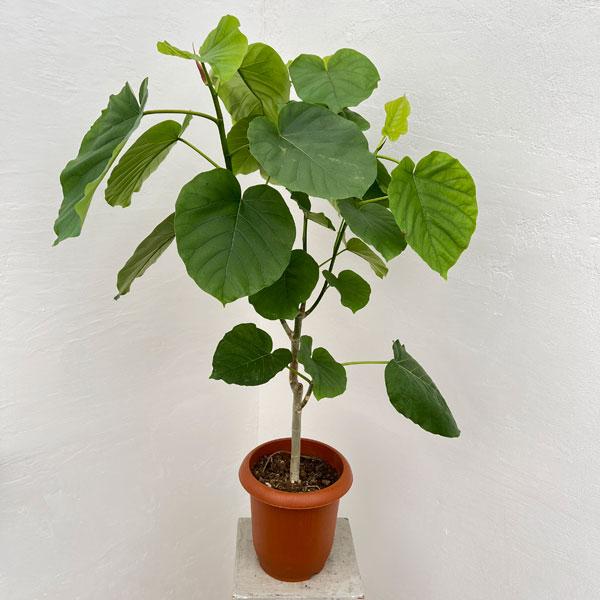 熱帯アフリカ原産の常緑高木で、大きなハート型の葉が美しい観葉植物です。葉は長さ30cm、幅20cmにもなり、大型の観葉植物として大人気です。インドゴムの木と同様に管理してください。※詳しい商品説明は下のほうに記載があります