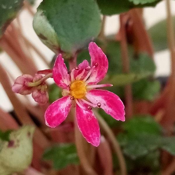 ★入荷から日数が経ったためセール価格となりました。商品の状態は画像と異なる場合があります。★大文字草は秋の山野草の代表種。花の形が『大』の字に似ている所から名が由来しています。9月〜10月頃に可憐な花を咲かせます。水切れに注意して、半日陰の...