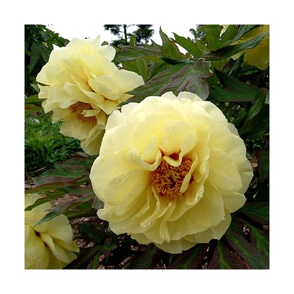 中国で一世を風靡した牡丹。やがて日本で突然変異種「島錦」が、西洋では「ハイヌーン」が生まれ、牡丹は今や歴史を刻む世界の銘花として愛されています。ハイヌーンは、八重中輪のアメリカ産品種。晩生咲きです。花付きがよく芳香があります。樹勢が強く庭植...