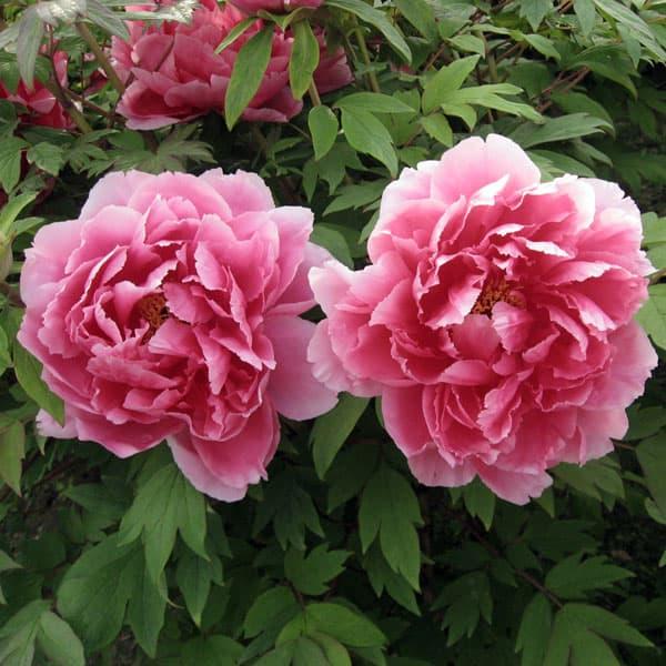 立てば芍薬、座れば牡丹と歌われ、美人の形容で親しまれる高貴な花。欧米では花壇用、切花用に大人気です。中でも豊かな色彩・芳しい香りをもつ銘花をラインナップしました。新七福神はピンク系の千重大輪。中〜遅咲きで花弁にぼかしが入ります。樹勢が強く庭...