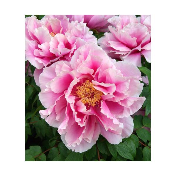 島根長寿楽は濃い紫紅色の八重咲き巨大輪です。樹勢が強いので庭植え向きです。※詳しい商品説明は下のほうに記載があります