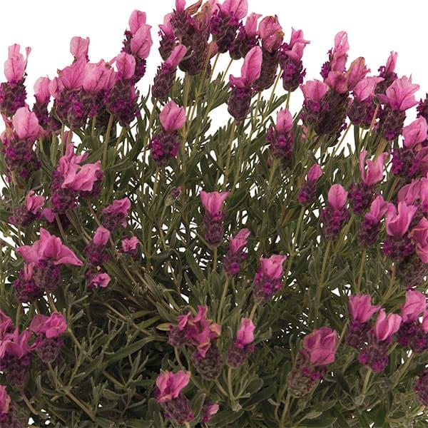 ★入荷から日数が経ったためセール価格となりました。商品の状態は画像と異なる場合があります。★うさぎの耳のようなひらひらが可愛いフレンチ系ラベンダーです。低い位置から次々に咲き、長く咲き続けます。春から初夏の花壇や鉢植えにぴったり！ディープロ...