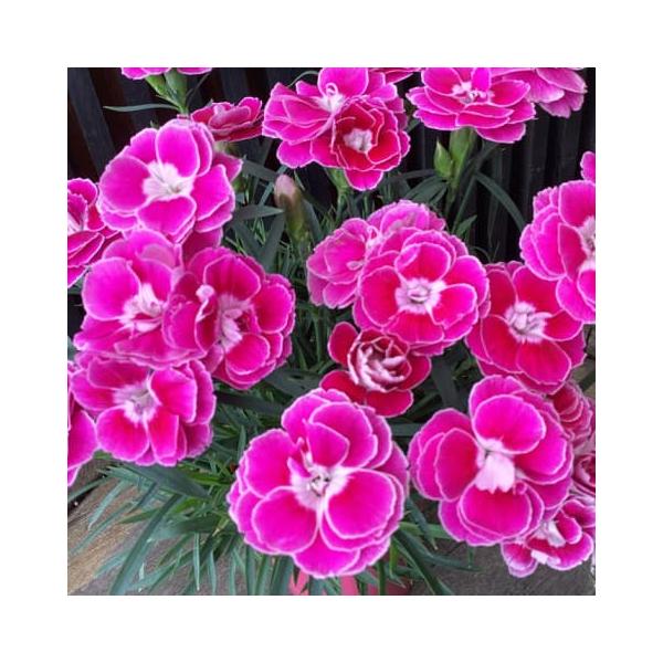 寄せ植え・花壇・切り花 ★入荷から日数が経ったためセール価格となりました。商品の状態は画像と異なる場合があります。★「あなたにキュン」は花付きがよく整った草姿が特徴のダイアンサスです。メインの開花期は3月から6月半と3か月以上。そして、秋に...