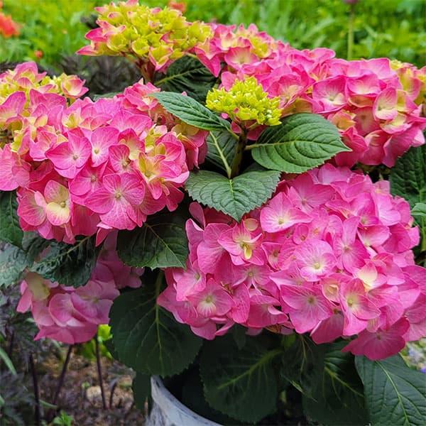 庭植え用大輪多花性ハイドランジア 紫陽花 苗 ★入荷から日数が経ったためセール価格となりました。商品の状態は画像と異なる場合があります。★HBAディヴァフィオーレローズはハイドランジアブリーダーズ協会（HBA　オランダのアジサイ育種専門会社...