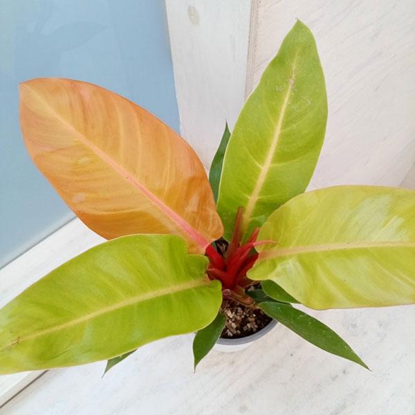 新芽がとても美しいフィロデンドロン　プリンスオブオレンジです。時期により新芽がオレンジから赤色に発色します。コンパクトな苗の仕立てなので、お気に入りの鉢に植え替えてじっくり育ててみてください。※時期によりフィロデンドロン特有のシミが出ること...