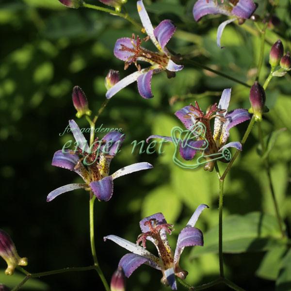 ホトトギスは山野の湿り気のある場所や林の中に自生する山野草です。花びらに多数の斑がはいるので、この斑点をホトトギスの胸毛の模様に見立ててこの名がつきました。しっとりした風情で、和風庭園の下草やシェードガーデン、鉢植えにおすすめです。切花とし...