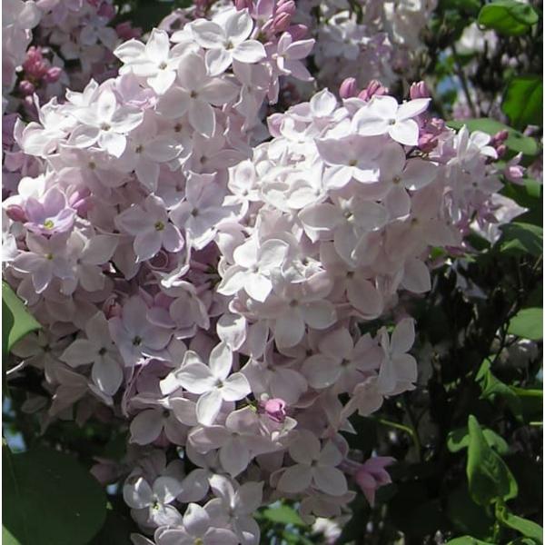 別名リラと呼ばれ枝先に円錐状の小花をたくさん付け、周囲に芳香を漂わせます。庭木としても楽しめ、鉢植えで小振りに育てることもできます。耐寒性に非常に優れ、北国の代表的な花木です。昔は暑さに弱かったのですが、最近の園芸種は耐暑性にも優れています...