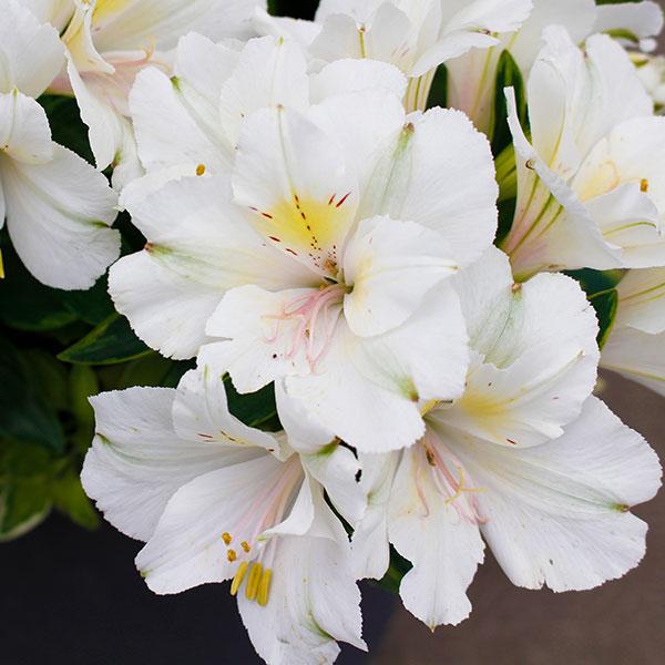 美しい純白の斑入り葉にクリーム色の花が咲く、同系色でまとまりのある色合いが美しい品種です。希少性が高く花の無い夏場でもお楽しみいただけます。耐暑性・耐寒性に優れており丈夫で育てやすい。花径が短くドーム状の草姿となります。春（4月〜6月）に咲...