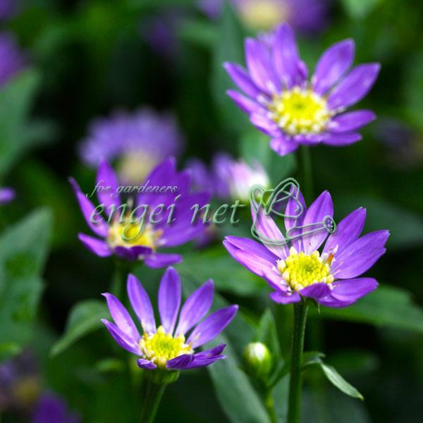 日本人好みの簡素な美しさをもつミヤコワスレ。鉢花としても人気があります。数株まとめて植えると自然な感じになり、一度植え付けると数年間はそのままでも大丈夫です。木漏れ日が良く似合う草花です。みのる紫は花形のよい中大輪の花を咲かせる品種。明るい...