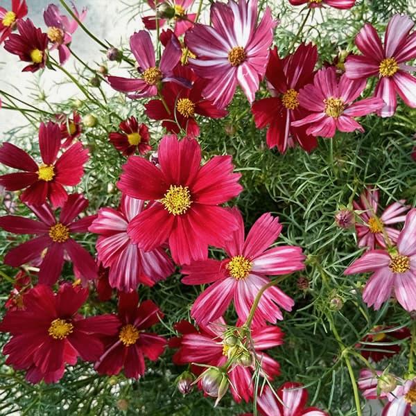 ワインレッド系の花色に絞りが入る印象的な品種です。絞りの入り方は花ごとにばらつきがあります。また単色になる場合もあります。※詳しい商品説明は下のほうに記載があります