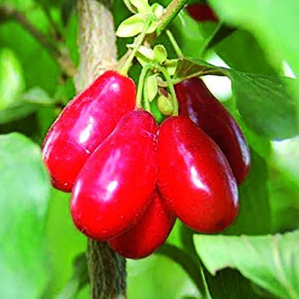 ★入荷から日数が経ったためセール価格となりました。商品の状態は画像と異なる場合があります。★ヨーロピアンコーネルはヨーロッパ原産種で、早春の花火のような黄花は日本のサンシュユによく似ています。整った楕円樹形、秋の紅葉、食用になる果実と、理想...