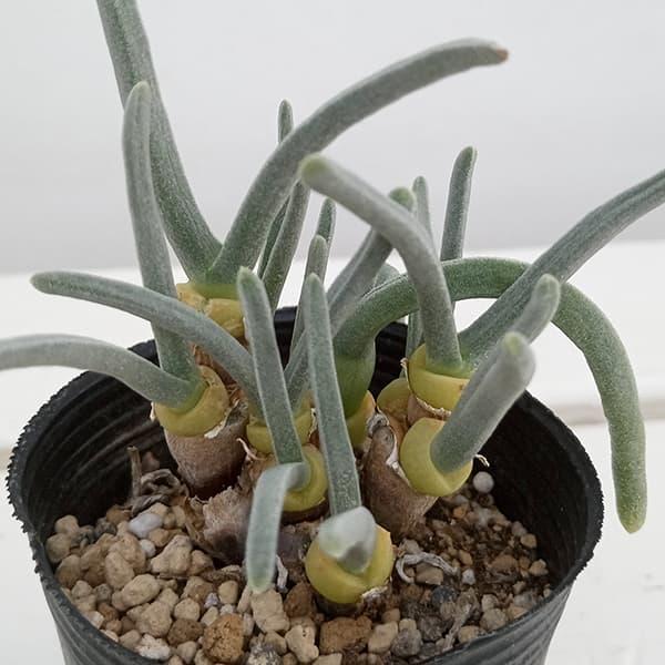 モニラリアは南アフリカ原産の多肉植物で、多肉植物の中でも大変希少な品種です。ウサギの耳のように葉が伸びていく姿がかわいらしいことから注目を集めています。生育タイプは冬型で、夏に休眠するのが特徴です。成長はとてもゆっくりなので、気長に管理して...