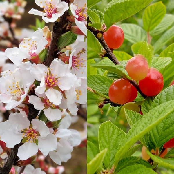 ごく小さなスペースや鉢でもたくさんの収穫が楽しめる果樹です。春に可憐な白い花を咲かせ、鈴なりの実をつけます。自家結実性あり、きらきら輝く愛らしい実は、ジュージーで甘酸っぱく、ベリー感覚で楽しめます。果実酒にしても美味です。また、塩漬けは風邪...