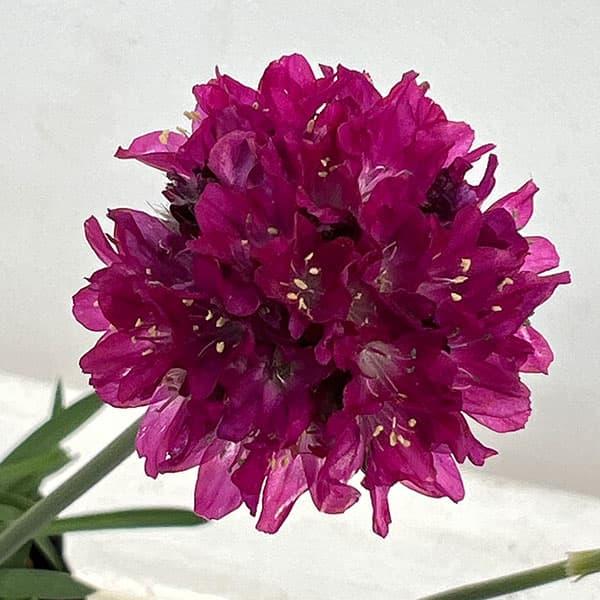 ドリメリアは、アルメリアのハイブリッドタイプで、これまでのアルメリアのイメージを変えるようなボリューム感と暑さ寒さに強い性質で、春から霜が降りる頃まで花を付けるニュータイプです。また、少ない水でも育ち、管理の手間もかからない強い性質も特徴で...