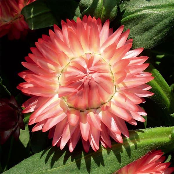 サントリーフラワーズの花苗 コロロはサントリーフラワーズが開発したかわいいムギワラギク。帝王貝細工の仲間です。耐寒性が高く、花が長持ち！室内でドライフラワーのように長く楽しめます。コンパクトでまとまりの良い草姿。オレンジは花弁の内側が薄く、...
