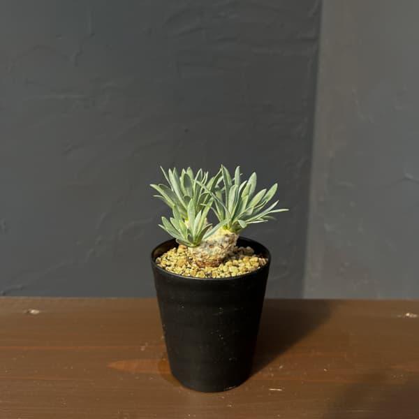 南アフリカに大多数の種が自生するキク科植物です。冬型塊根植物であるオトンナ属は、通常暖かくなると葉を落としますが、レトロルサは葉が枯れた後も抜け落ちずに残り続けるという特徴的な性質があります。青白いエメラルドグリーンの葉とユニークな草姿がと...