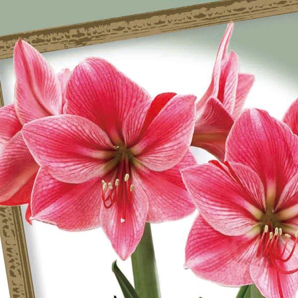 春咲きの球根植物の王様と言われるアマリリス。特徴のある色合いの品種シリーズです。切り花や花壇で美しい色合いをお楽しみください。※詳しい商品説明は下のほうに記載があります