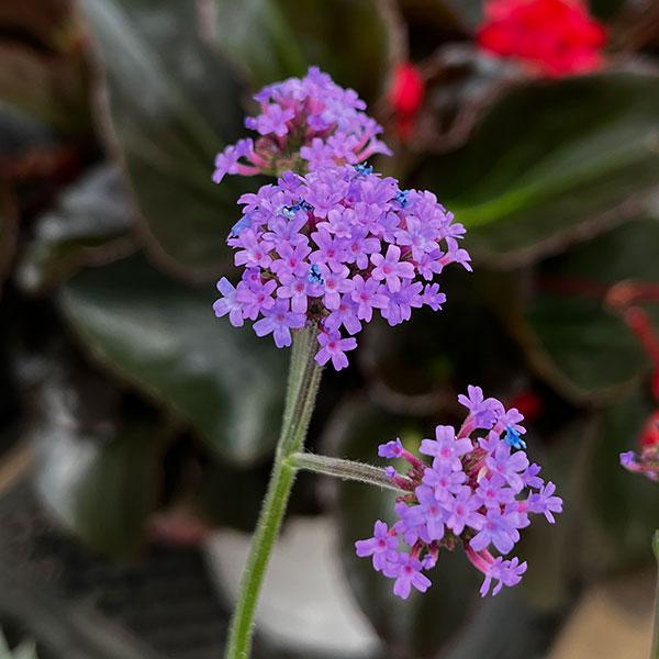 ★入荷から日数が経ったためセール価格となりました。商品の状態は画像と異なる場合があります。★バニティは、ボナリエンシス系（三尺バーベナ）のコンパクト品種です。従来種の三尺バーベナよりも草丈が低く、根元から多くの枝を立ち上げ、こんもりした形で...